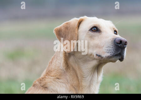 Head of golden labrador Stock Photo - Alamy