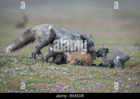 Cross Fox (a partially melanistic colour variant of the red fox ...