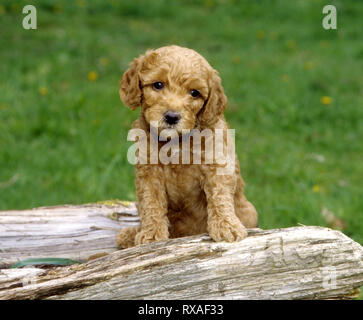 A Labradoodle puppy on a log Stock Photo - Alamy