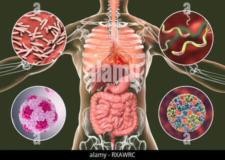 Bacteria that cause human infections, illustration Stock Photo - Alamy