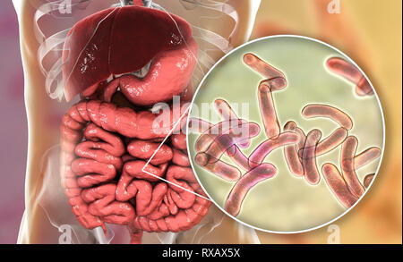 Vibrio cholerae Bacteria, SEM Stock Photo - Alamy
