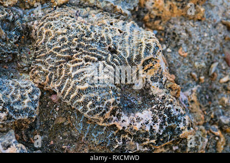 The remains of a bleached calcium carbonate skeleton of a dead marine ...