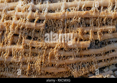 The remains of a bleached calcium carbonate skeleton of a dead marine ...