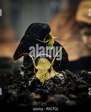 Sulawesi lake animals Stock Photo - Alamy