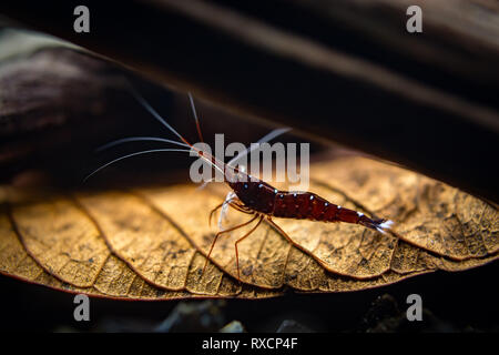 Sulawesi lake animals Stock Photo - Alamy
