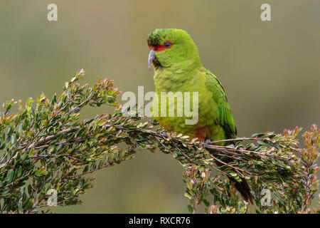 Slender-billed Parakeet (Enicognathus leptorhynchus) perched on a ...
