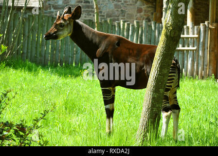 Central African Okapi or 'forest giraffe (Okapia johnstoni) feeding on ...