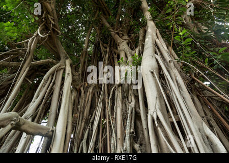 Tropical jungle ficus tree with long roots and spreading branches on ...