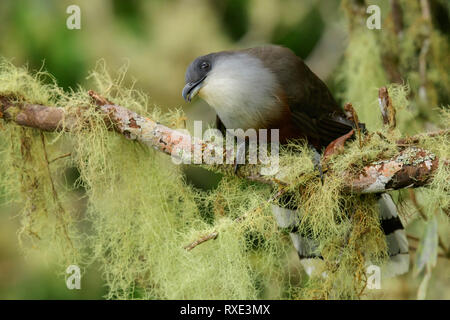 Chestnut-bellied Cuckoo (Coccyzus pluvialis) endemic to Jamaica ...
