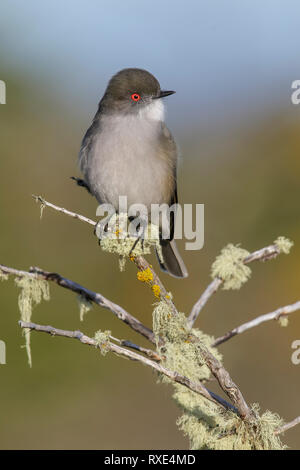 Fire-eyed Diucon (Xolmis pyrope), San Carlos de Bariloche, Argentina ...