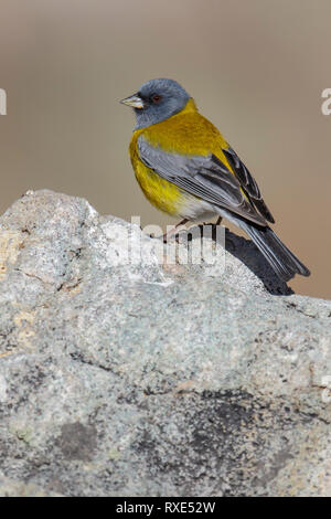 Black-hooded sierra finch bird perching on a dry cactus, Isla incahuasi ...