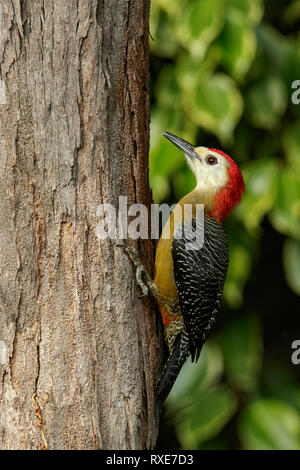 Jamaican woodpecker (Melanerpes radiolatus), Jamaican Woodpeckers ...