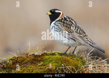 lapland longspur Calcarius lapponicus on the tundra in the National ...