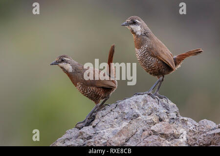 Moustached turca (Pteroptochos megapodius Stock Photo - Alamy