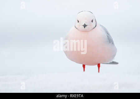 Ross's Gull (Rhodostethia rosea) feeding on a small pond on the tundra ...