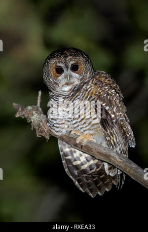 The Rufous-legged Owl (Strix Rufipes) Is A Medium Sized Owl With No Ear ...