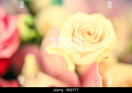 Beautiful pink roses in soft spring flower bouquet in blured background ...