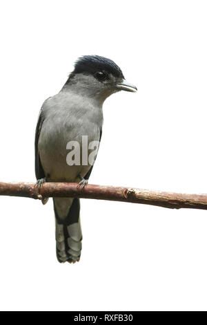 White-winged Becard (Pachyramphus polychopterus) Aves Stock Photo - Alamy