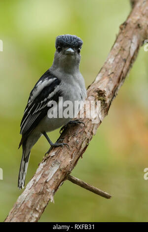White-winged Becard (Pachyramphus polychopterus) Aves Stock Photo - Alamy