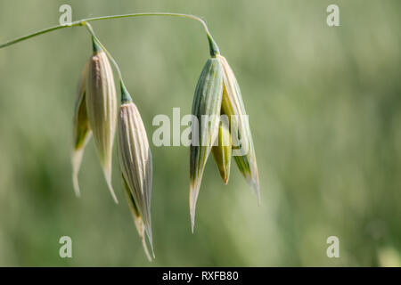Landwirtschaft, Feld mit Getreide, Hafer, kurz vor der Ernte, bei ...