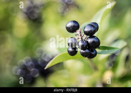 berry; shrub; liguster Stock Photo - Alamy