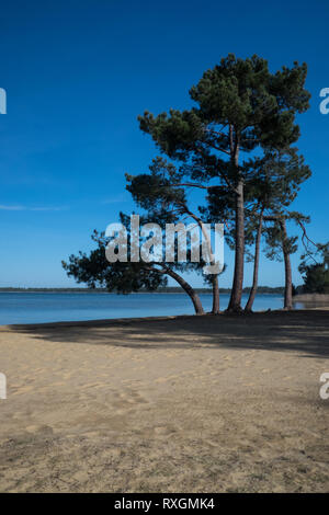 France, Aquitaine, Landes, lake Sanguinet at sunset Stock Photo - Alamy