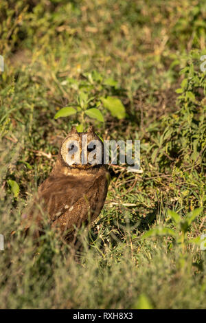 African marsh owl (Asio capensis), sitting on a fencepost, South Africa ...