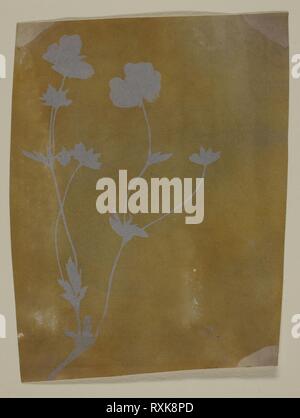 Stem of Leaves and Flowers by Henry Fox Talbot Stock Photo - Alamy