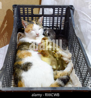 Cat in a basket with kitten and receiving musk duck ducklings. Cat ...