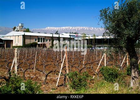 The vines at Massaya in the Bekaa Valley in Lebanon Stock Photo - Alamy