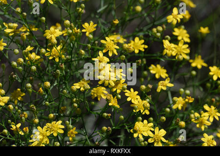 Prairie Broomweed, Amphiachyris dracunculoides Stock Photo - Alamy