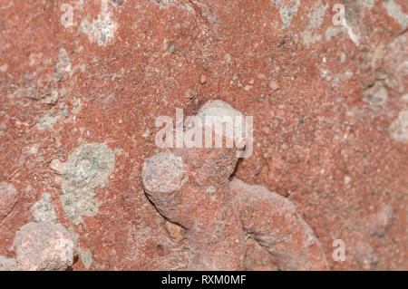 worm burrow trace fossils, Catalonia, Spain Stock Photo - Alamy