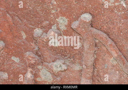 worm burrow trace fossils, Catalonia, Spain Stock Photo - Alamy