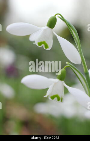 Galanthus 'S Arnott'. Fragrant blooms of Snowdrop nivalis 'Sam Arnott ...