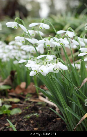 Galanthus 'S Arnott'. Fragrant blooms of Snowdrop nivalis 'Sam Arnott ...