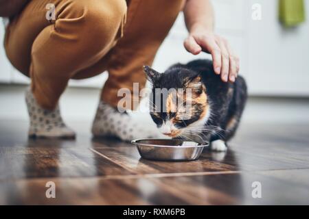 Cat eating food from hand next to automatic feeder Stock Photo - Alamy