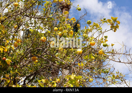 Lemon tree bearing fruit (citrus limon) with chives growing around the ...