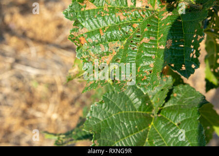 Diseases and pests of nuts and leaves of hazelnut bushes close-up ...