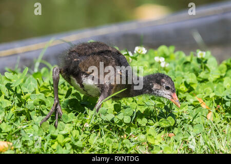 Juvenile Moorhen, Gallinula chloropus, UK Stock Photo - Alamy