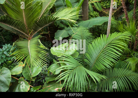 Orchid Extravaganza at Longwood Gardens, Kennett Square, Pennsylvania ...
