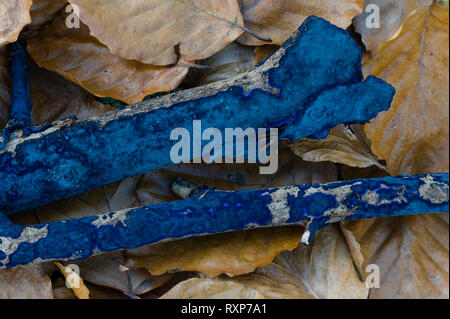 Cobalt Crust (Terana caerulea Stock Photo - Alamy