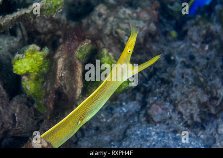A female Ribbon eel, Rhinomuraena quaesita, opens its jaws as it looks ...