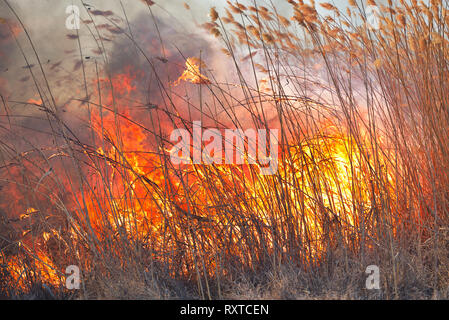 Big flames on field during fire. Accidental disaster Stock Photo - Alamy