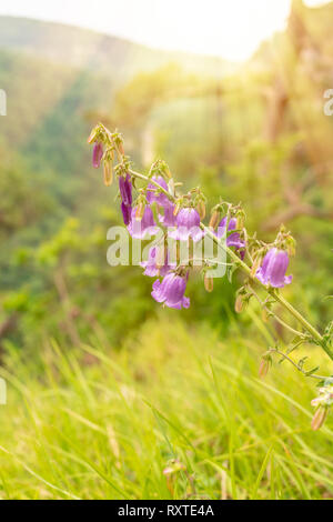 Bell flower amidst the mountains and sky, lit by sunset sunshine Stock ...