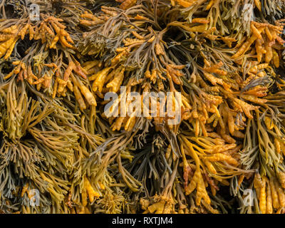 Channelled Wrack - Pelvetia canaliculata Stock Photo - Alamy