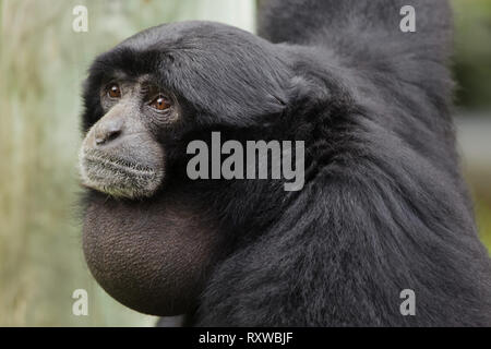 Siamang (Symphalangus syndactylus) with throat sac inflated, arboreal ...