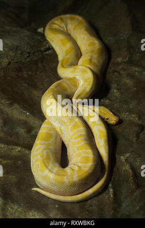 Burmese python (Python bivittatus), a leucistic or albino morph ...