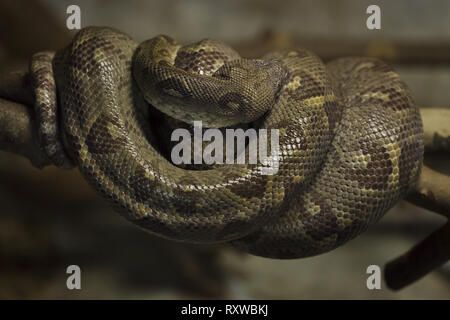 Sanzinia madagascariensis, also known as the Malagasy tree boa or ...