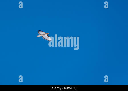 Red-tailed hawk, Northeast Oregon Stock Photo - Alamy