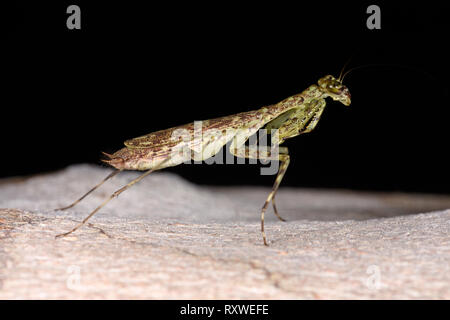 Lichen Mantis (Genus Liturgusa) resting on branch, Manu National Park ...